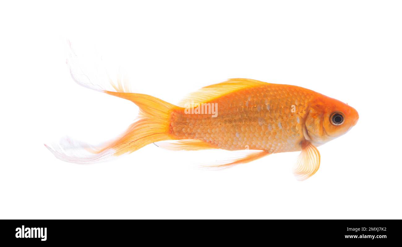 Common goldfish aquarium Cut Out Stock Images & Pictures - Alamy