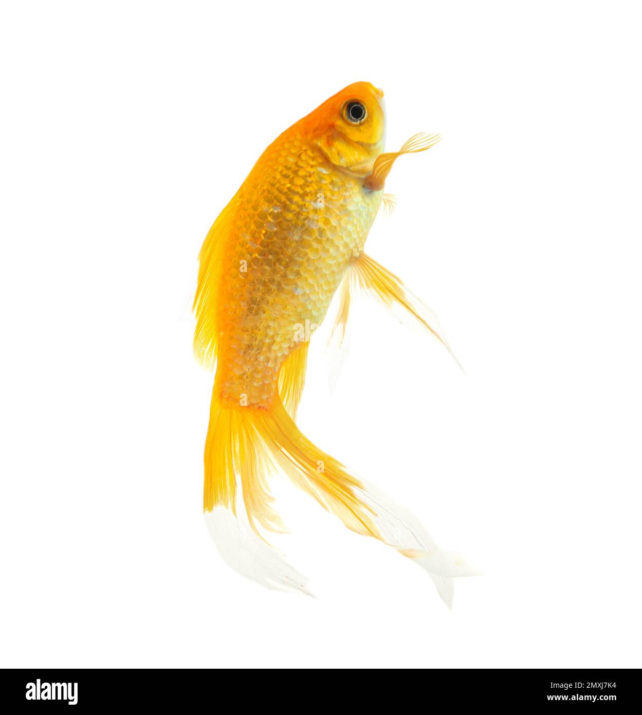 Common goldfish aquarium Cut Out Stock Images & Pictures - Alamy