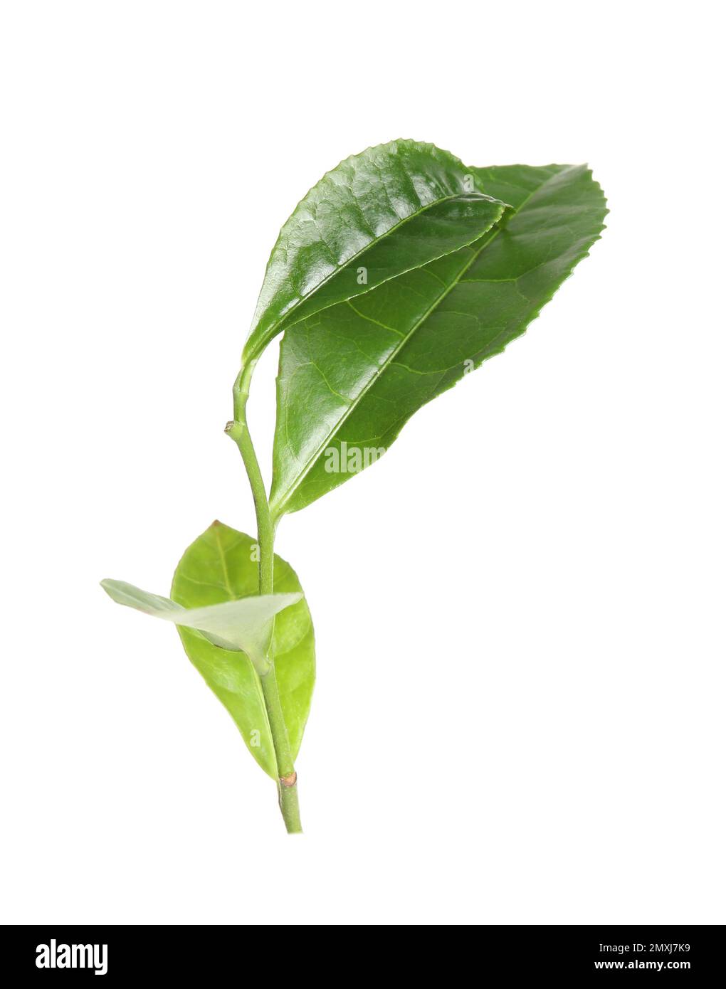 Green leaves of tea plant isolated on white Stock Photo - Alamy