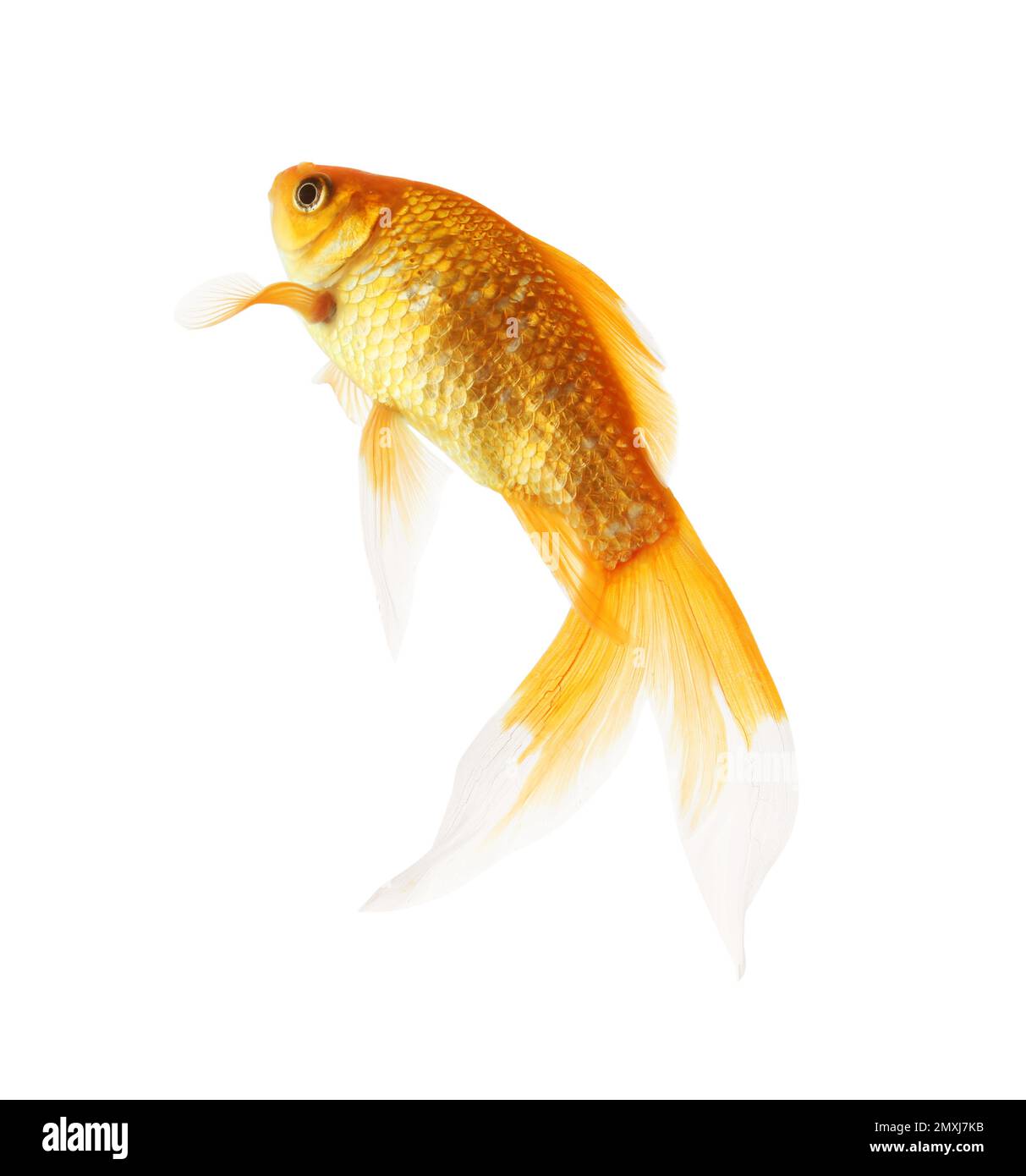 Common goldfish aquarium Cut Out Stock Images & Pictures - Alamy