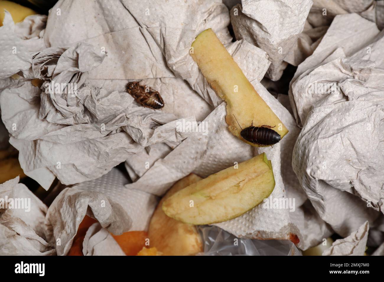 Cockroaches on garbage, top view. Pest control Stock Photo - Alamy
