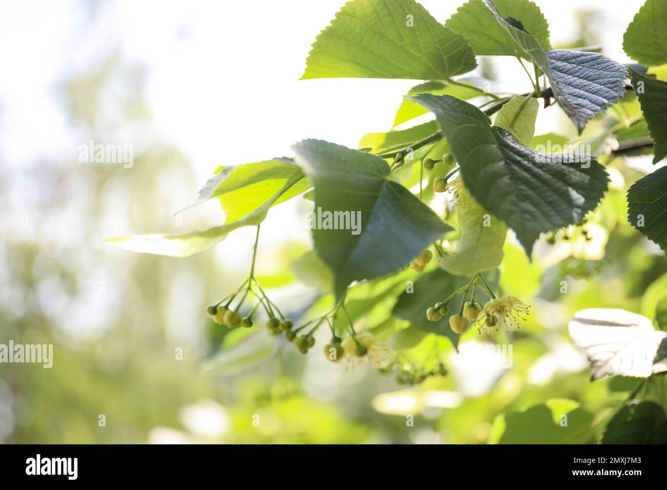 Closeup view of linden tree with fresh young green leaves and blossom ...
