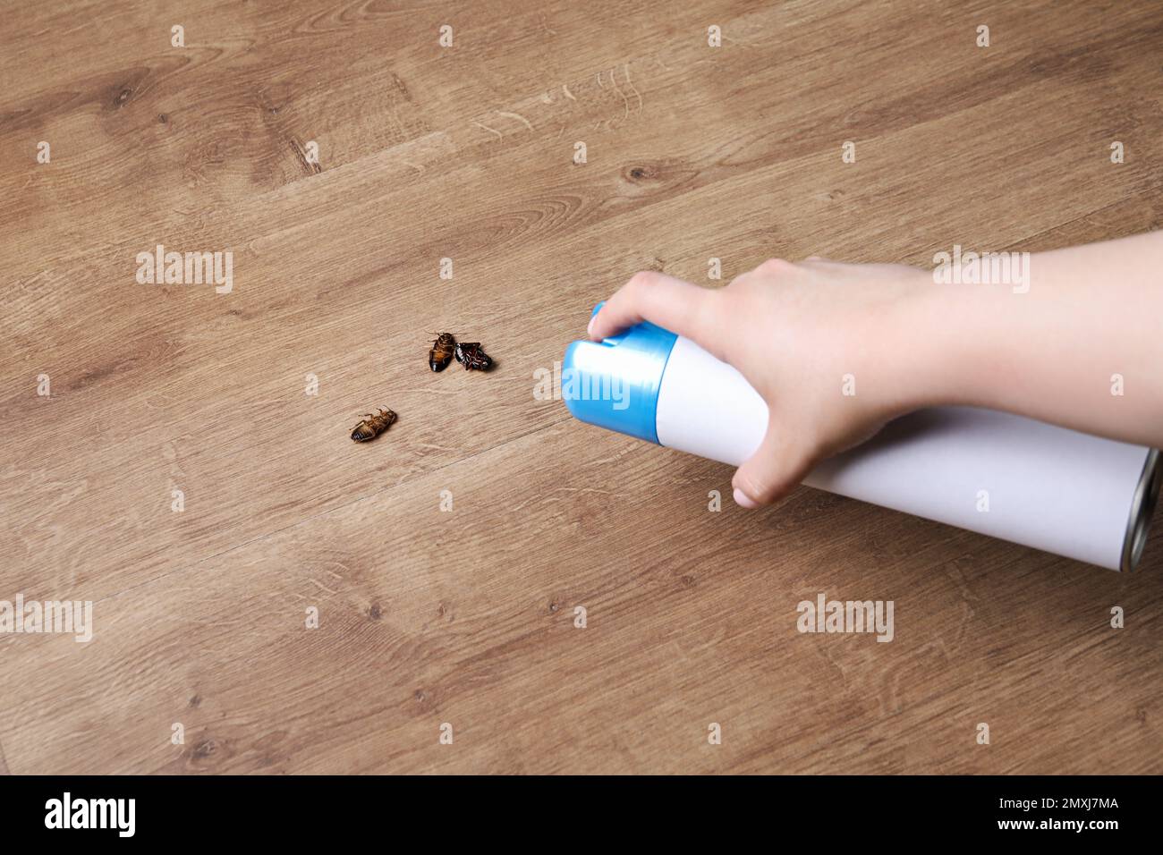 Woman spraying insecticide onto cockroaches, closeup. Pest control ...