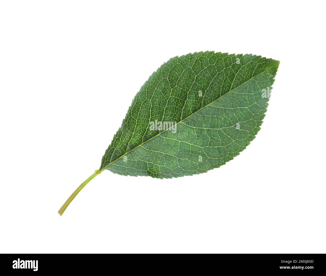 Green leaf of cherry tree isolated on white Stock Photo - Alamy