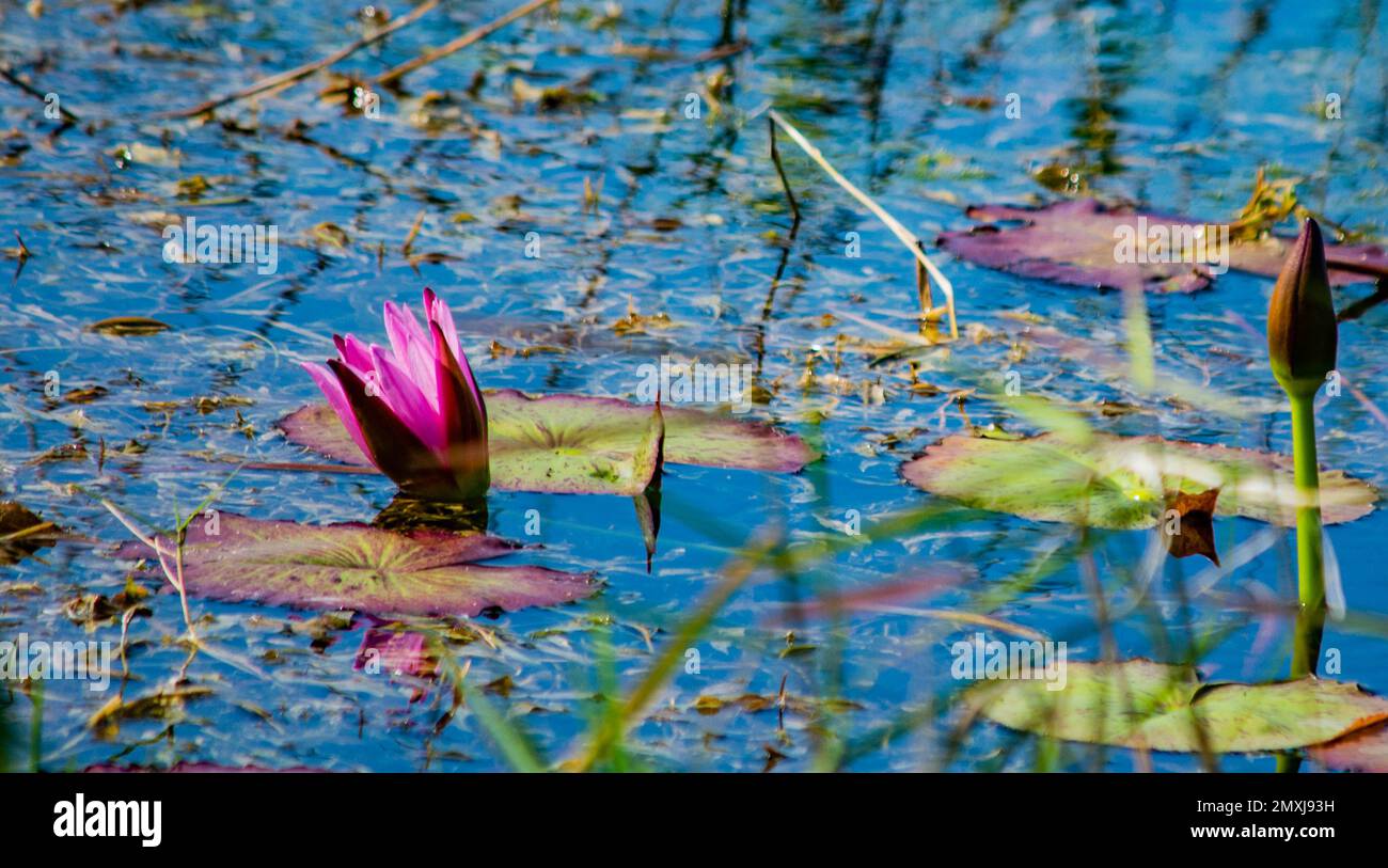 Pink American Water Lily in Wellington, Florida Stock Photo - Alamy