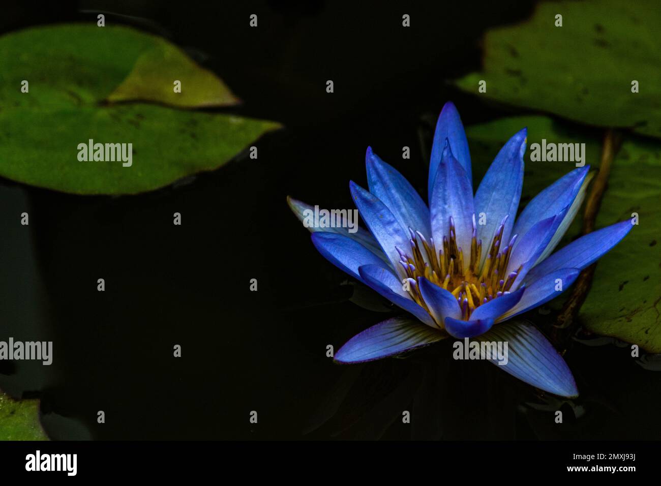 A tropical royal blue water lily at the Biltmore Garden in Asheville ...