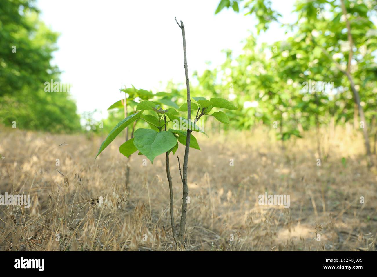 Young catalpa bignonioides tree growing outdoors. Planting and ...