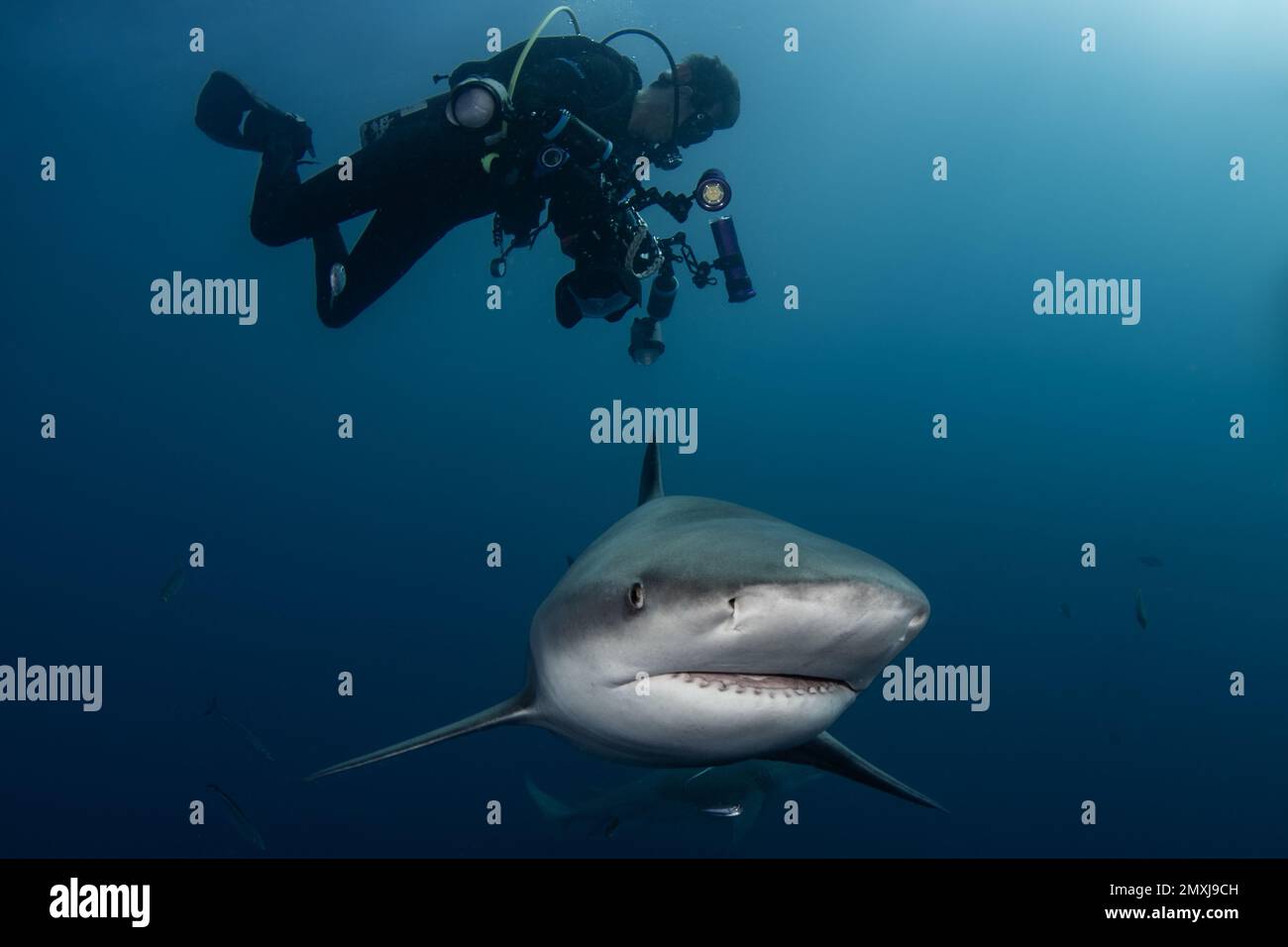 Diver diving under sea water hi-res stock photography and images - Alamy