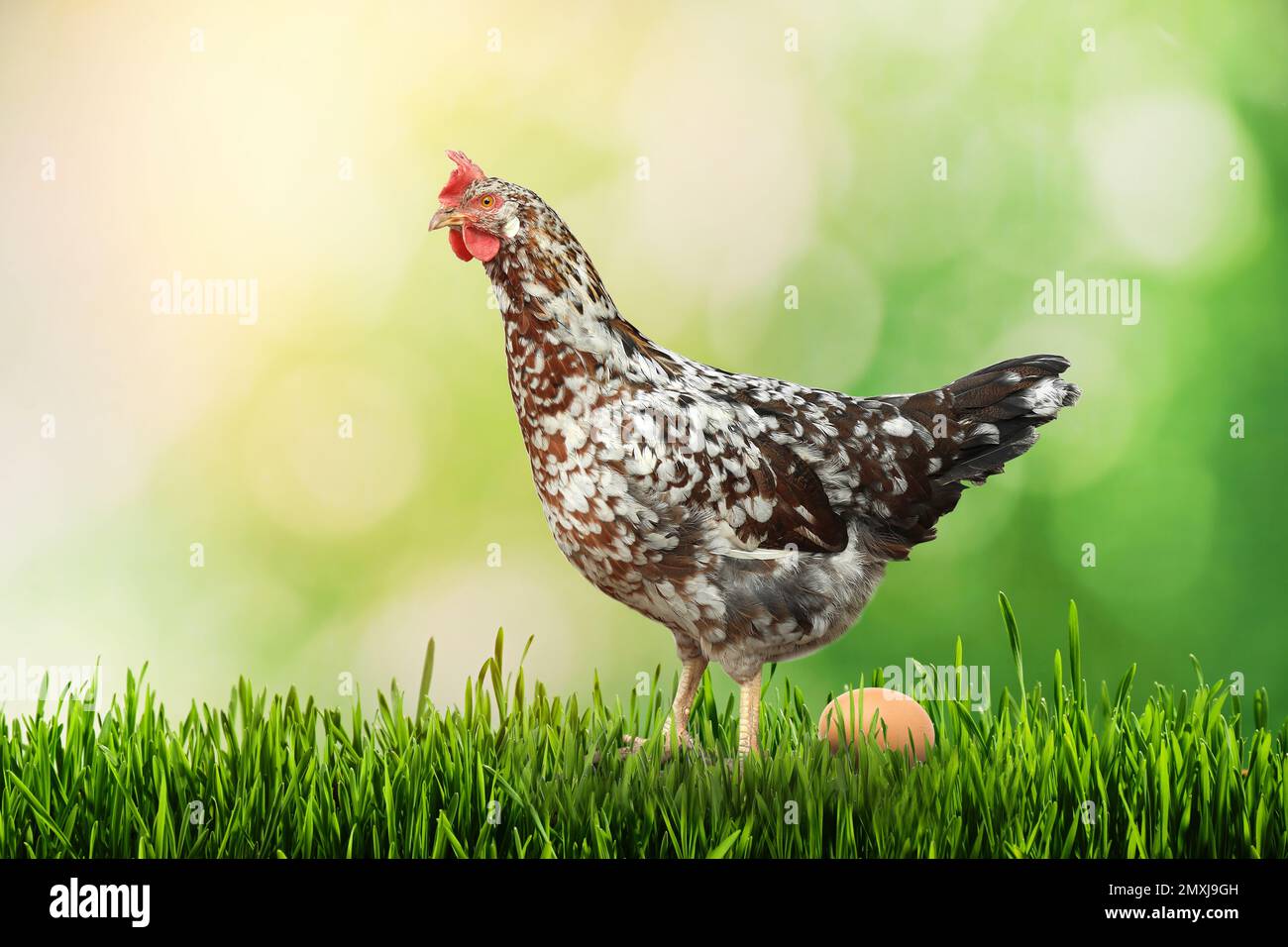 Chicken on village green hi-res stock photography and images - Alamy