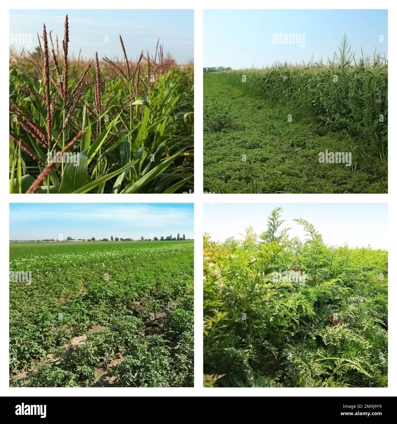 Fresh green fields Cut Out Stock Images & Pictures - Alamy