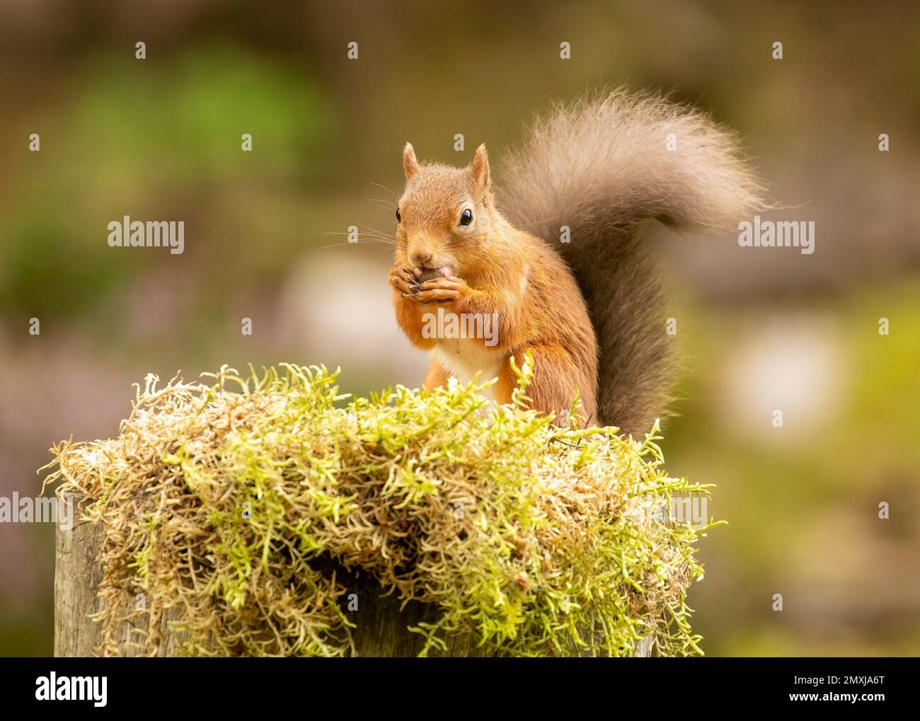 A shallow focus shot of adorable Red squirrel eating a nut standing on ...