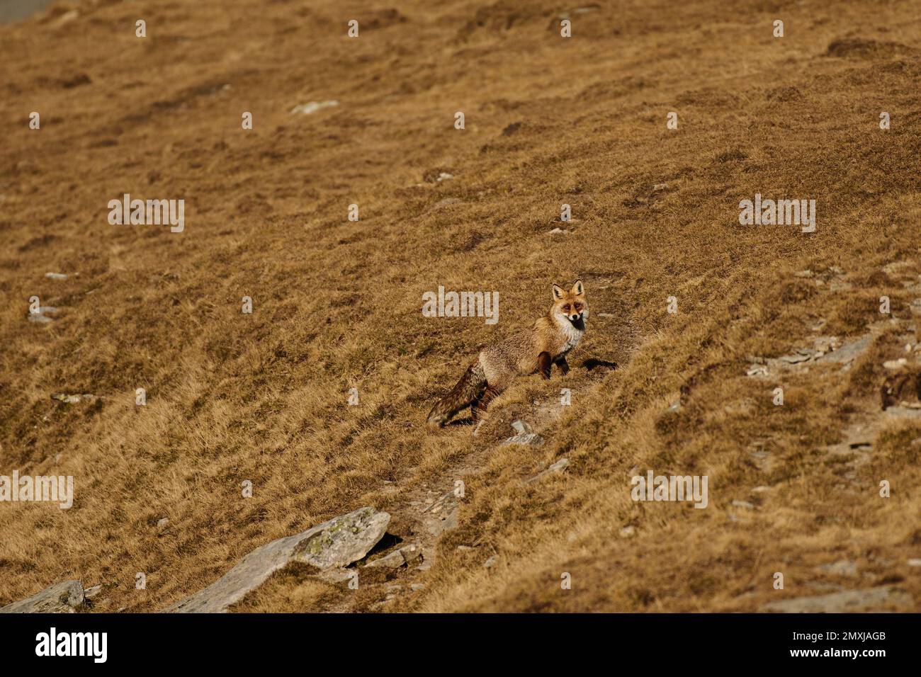 Trans caucasian fox hi-res stock photography and images - Alamy