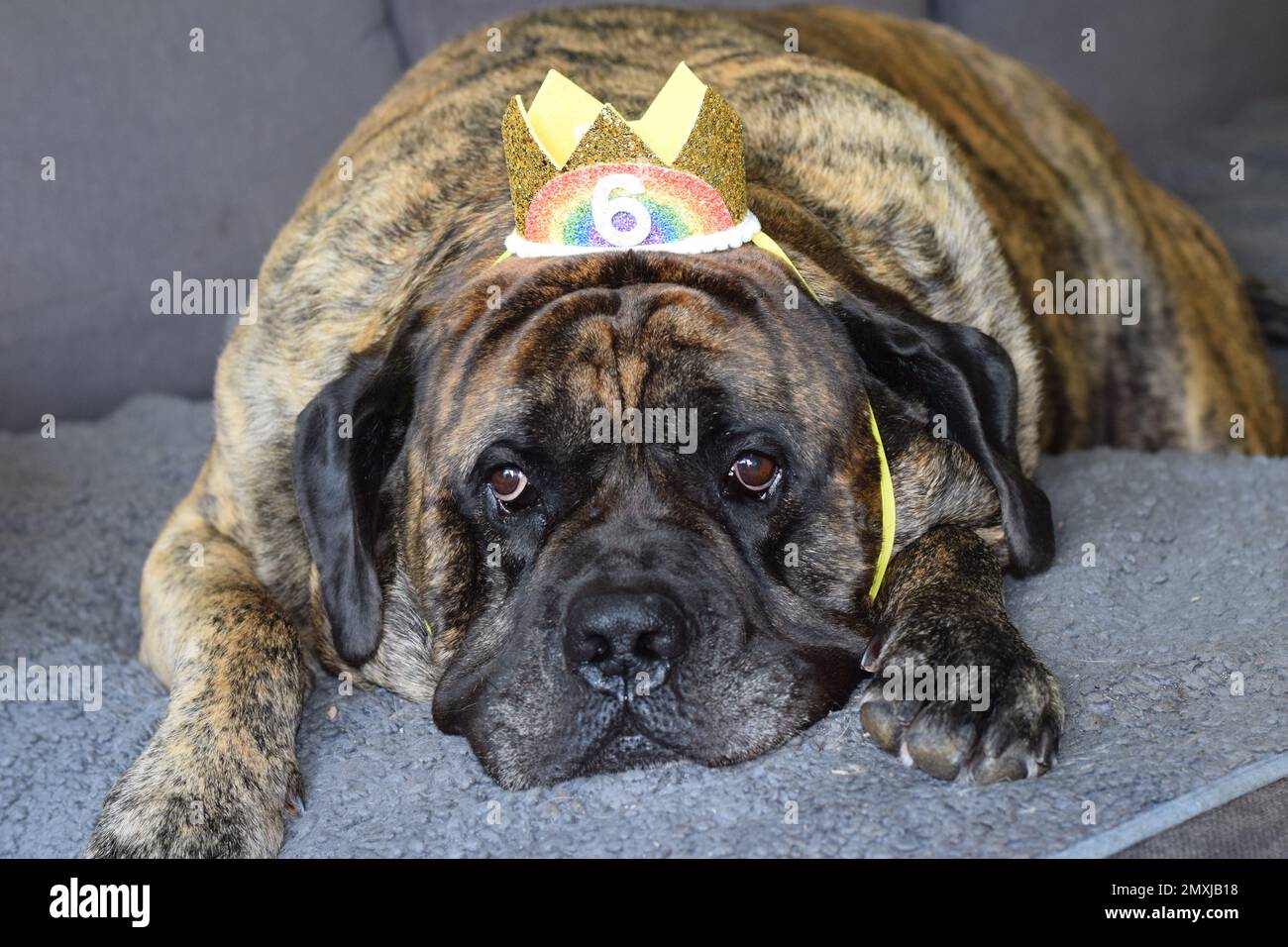 A cute Bullmastiff dog resting on the sofa wearing a paper crown Stock ...