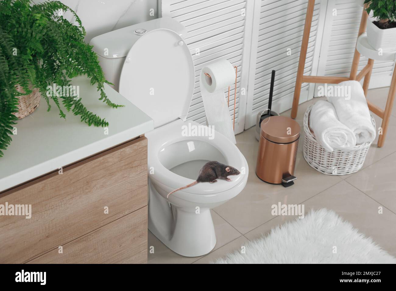 Rat on toilet bowl in light bathroom Stock Photo - Alamy
