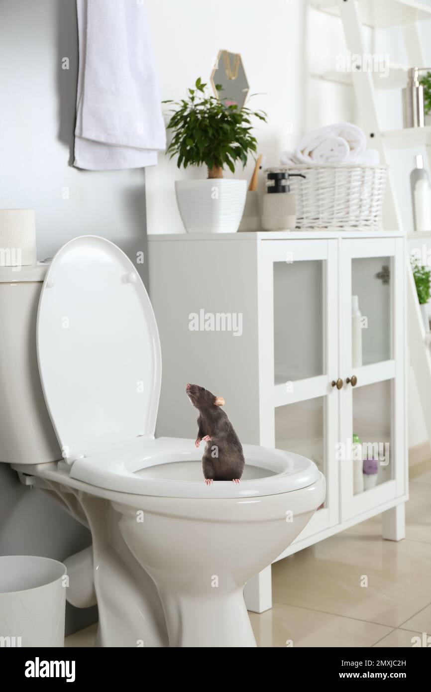 Rat on toilet bowl in light bathroom Stock Photo - Alamy