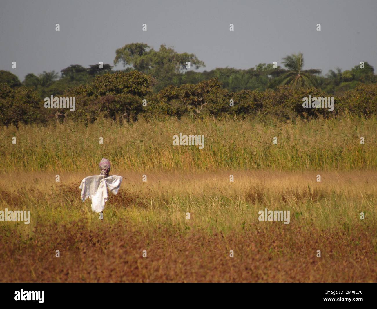 A scarecrow in an agricultural field Stock Photo - Alamy