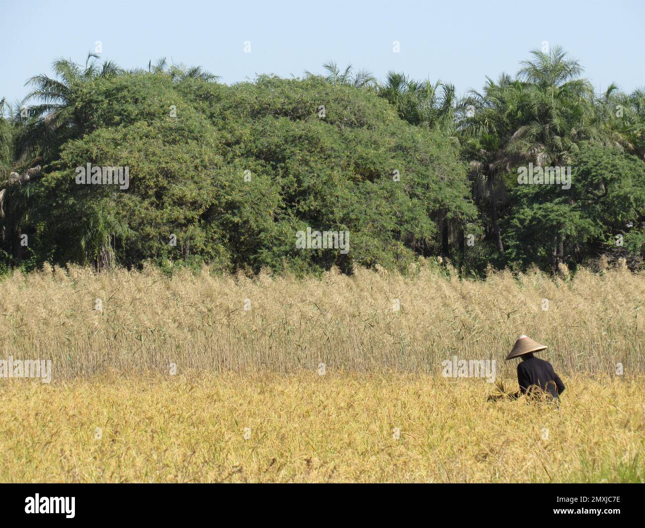 A Vietnamese woman wearing the traditional conical straw hat in an ...