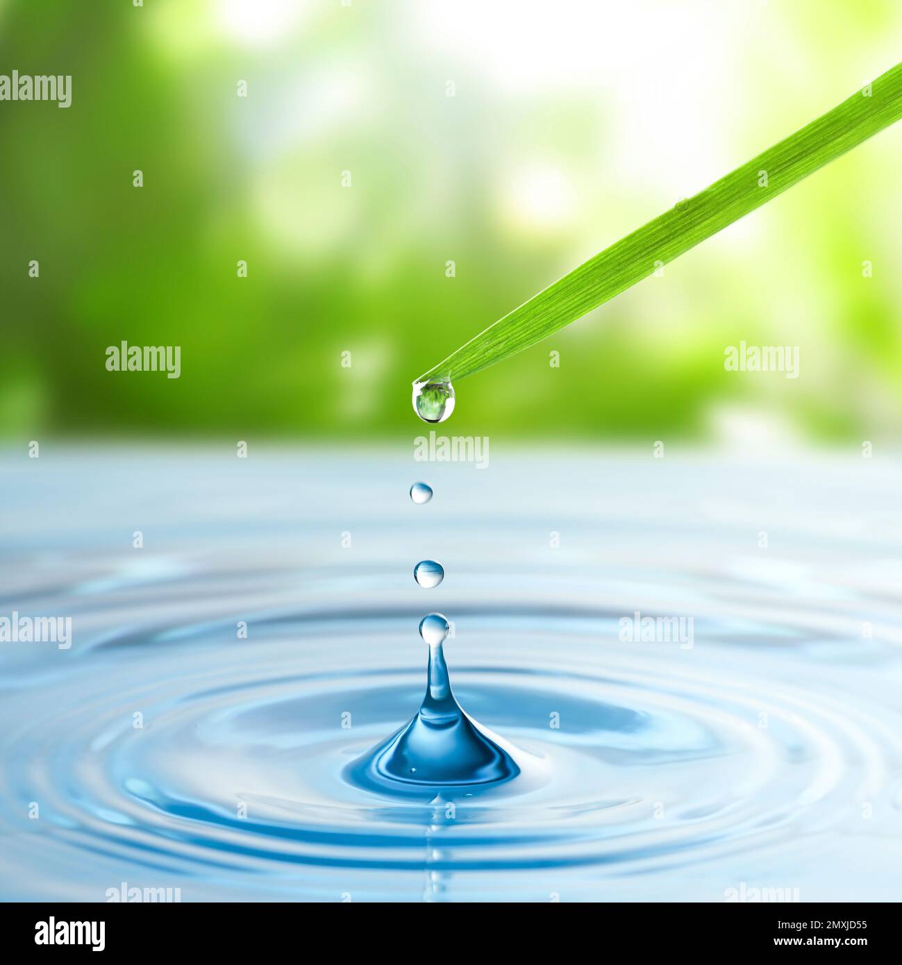 Water drops falling from grass blade into water on sunny day, closeup ...