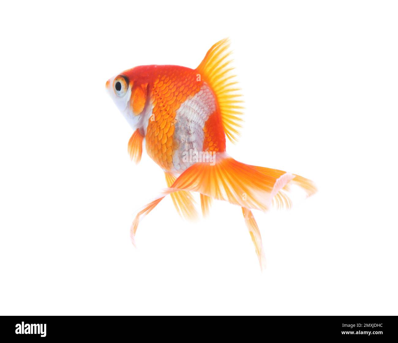 Beautiful bright small goldfish isolated on white Stock Photo - Alamy