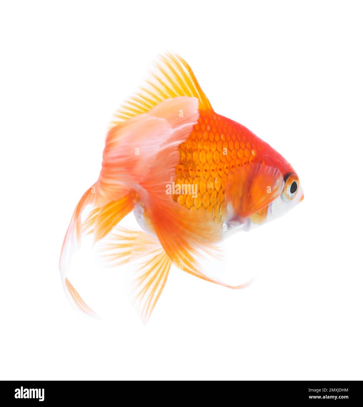 Beautiful bright small goldfish isolated on white Stock Photo - Alamy