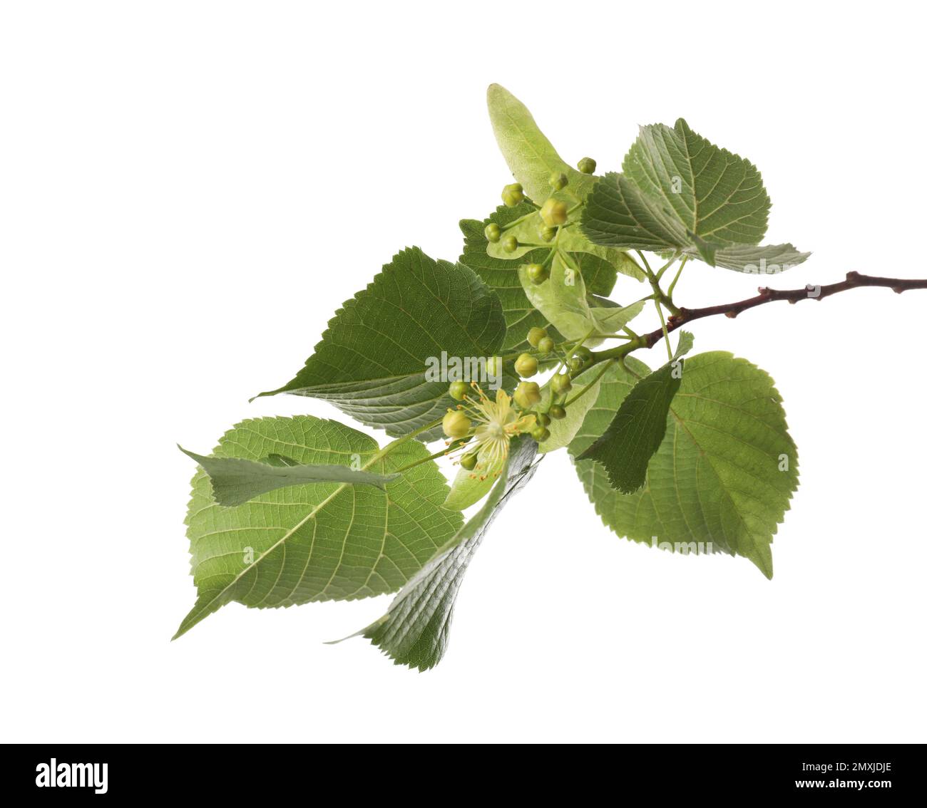 Linden tree branch with fresh young green leaves and blossom isolated ...