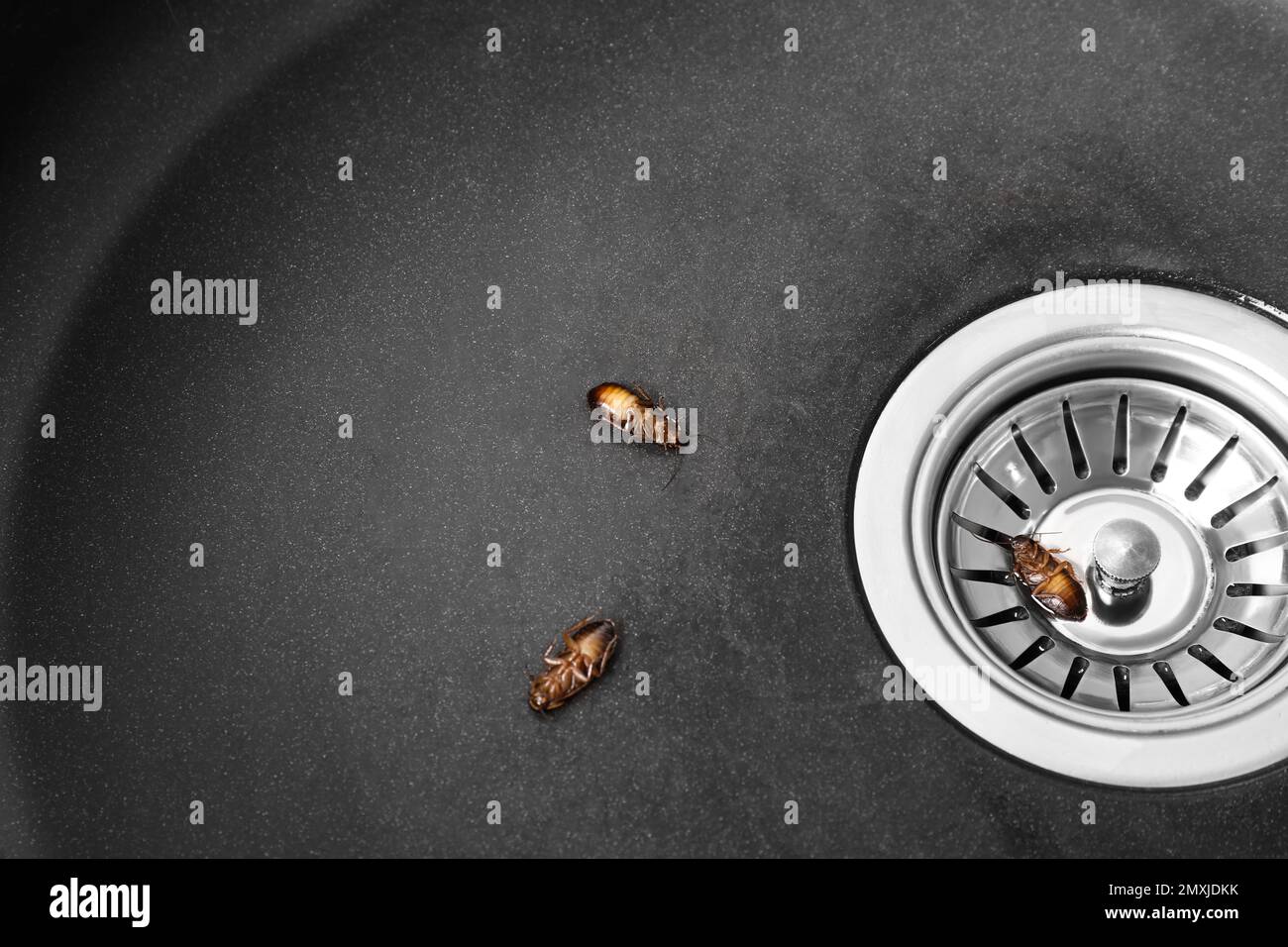 Dead cockroaches in sink, above view. Pest control Stock Photo - Alamy