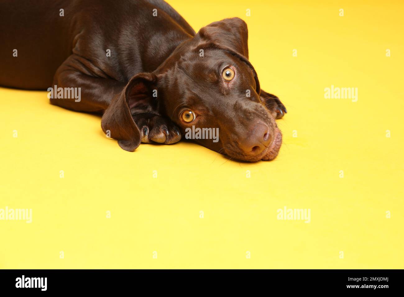German Shorthaired Pointer dog on yellow background Stock Photo - Alamy