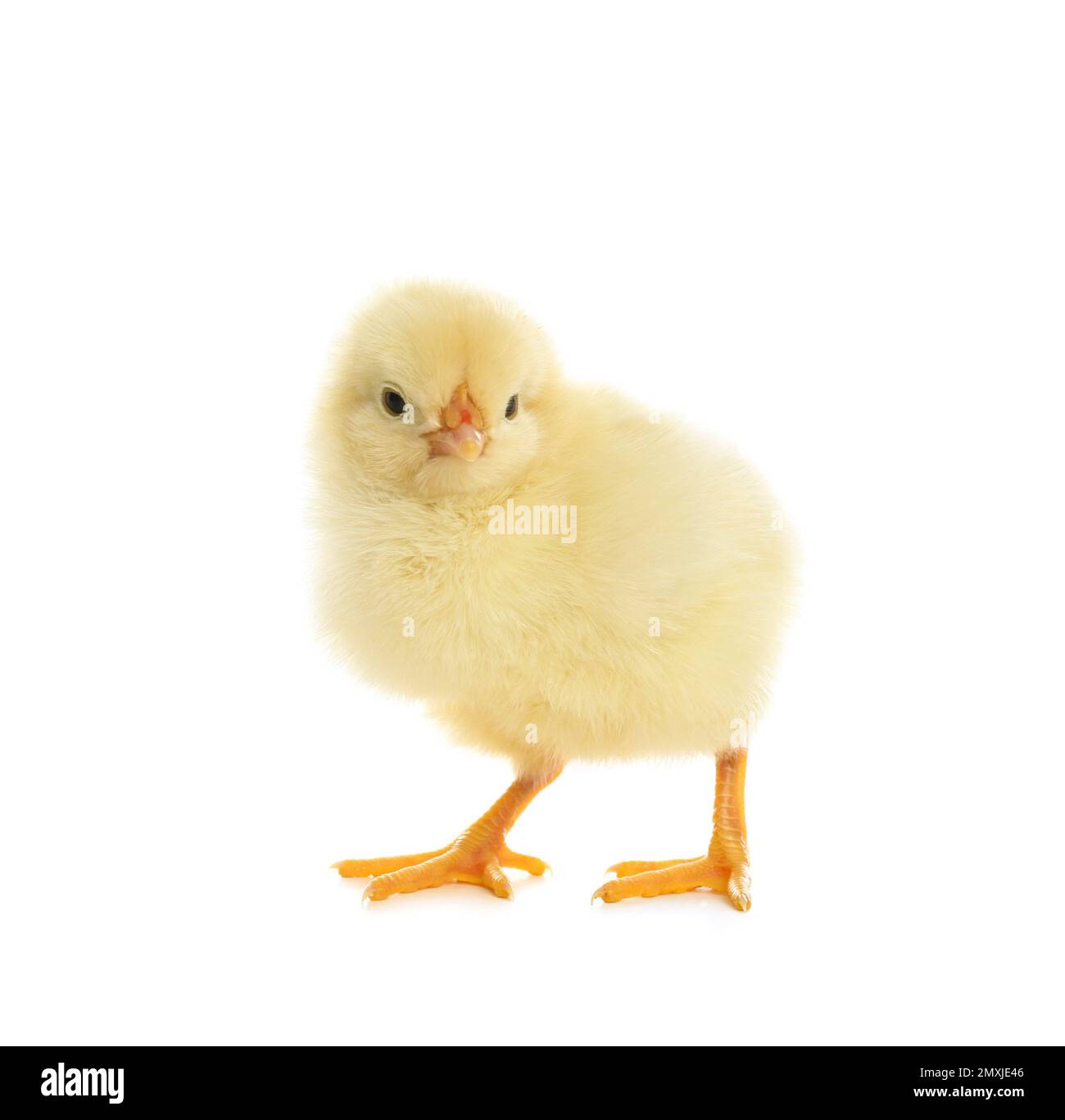 Cute fluffy baby chicken on white background Stock Photo - Alamy