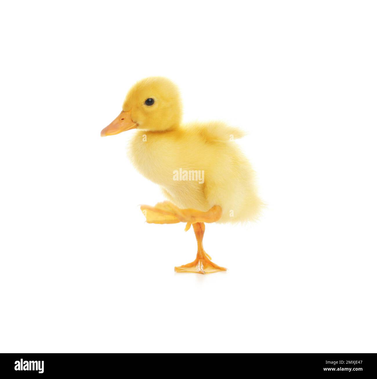 Cute fluffy baby duckling on white background Stock Photo - Alamy