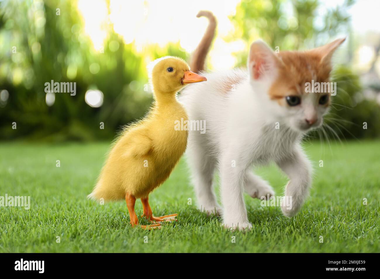 Baby Ducks And Kittens