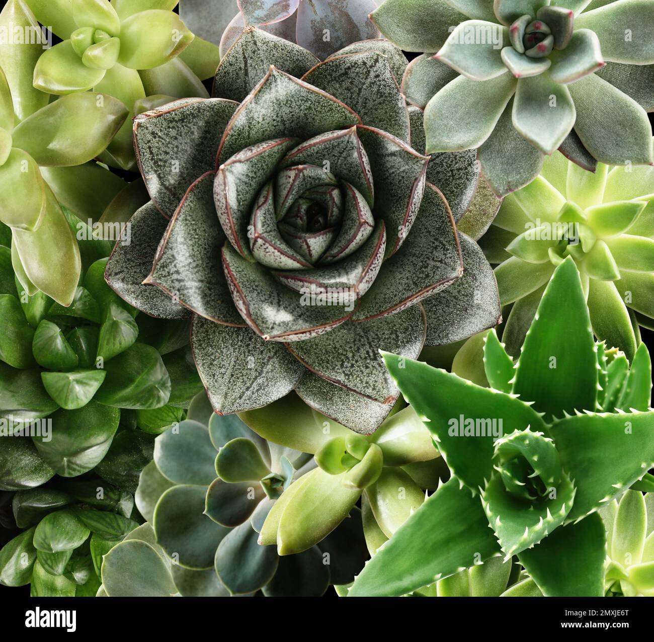 Different beautiful succulents as background, top view Stock Photo - Alamy