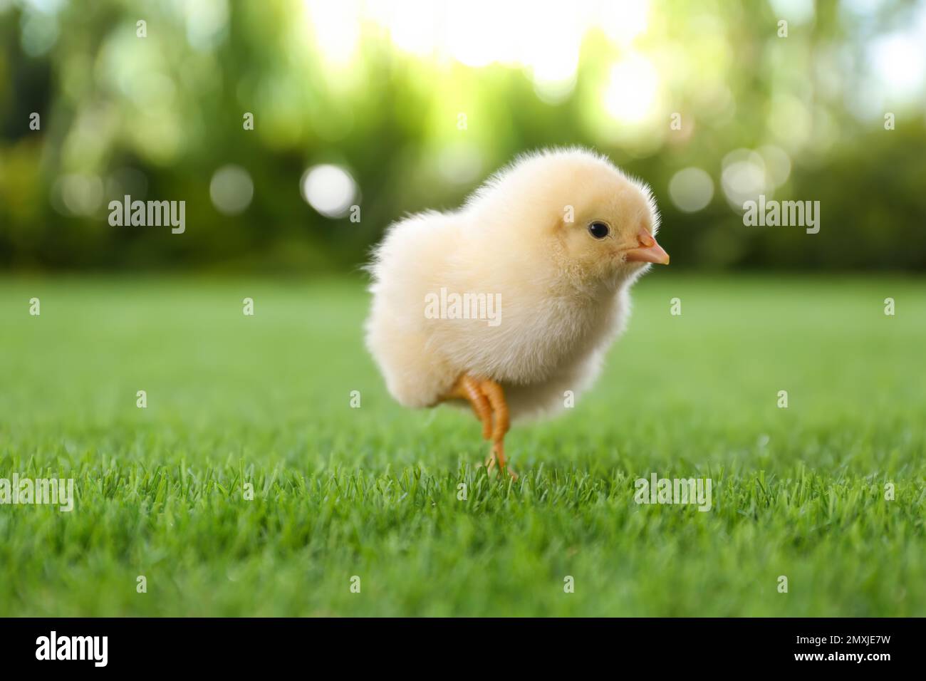 Cute fluffy baby chicken on green grass outdoors Stock Photo - Alamy