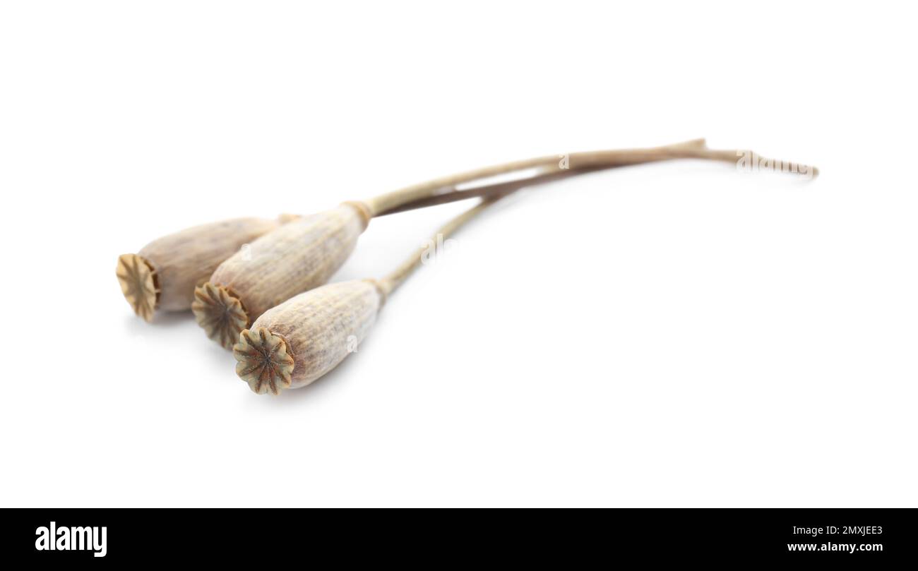 Dried poppy pods with seeds on white background Stock Photo - Alamy