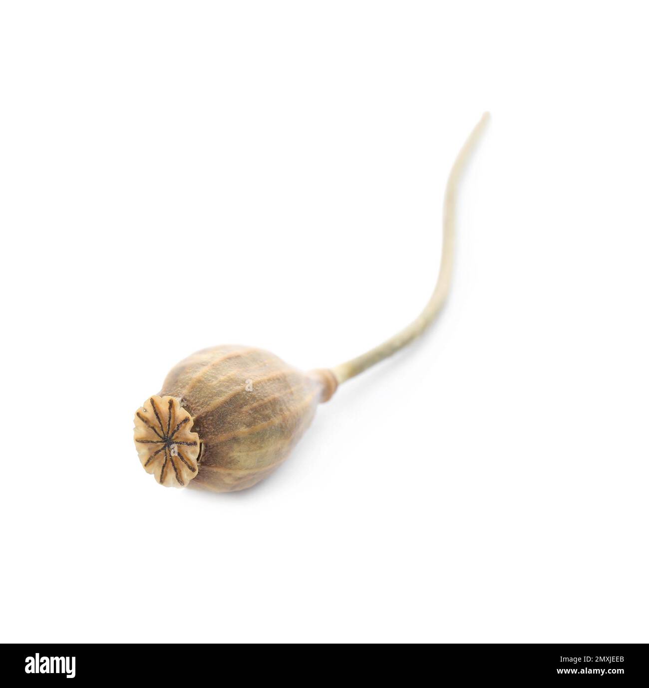 Dried poppy pod with seeds on white background Stock Photo - Alamy