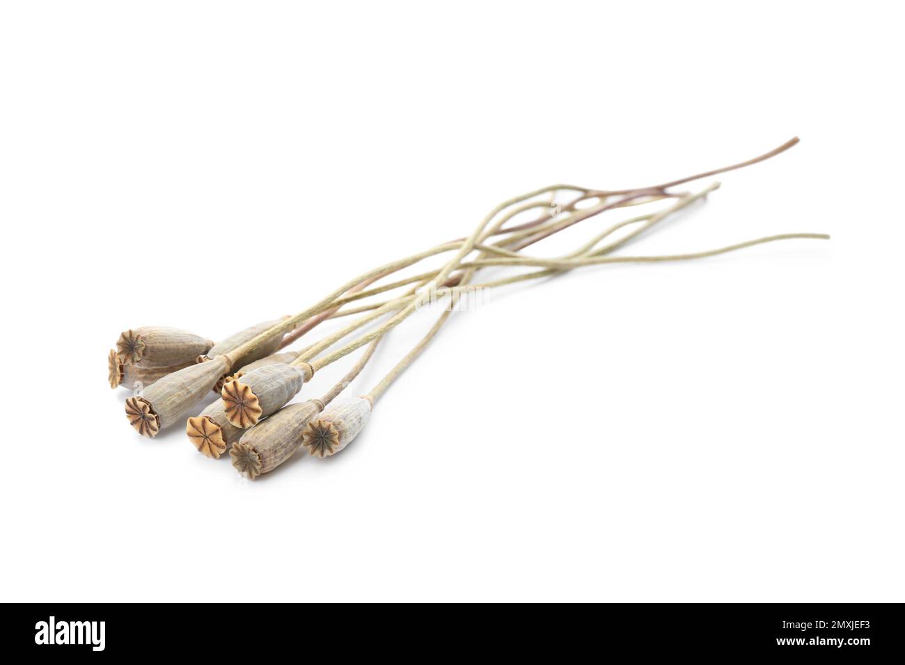 Dried poppy pods with seeds on white background Stock Photo - Alamy