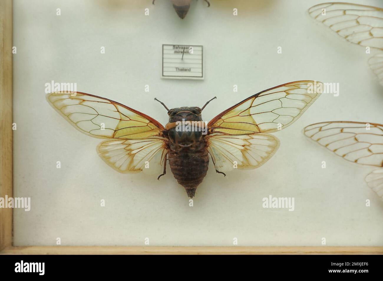 Beautiful large exotic cicada on white background Stock Photo - Alamy