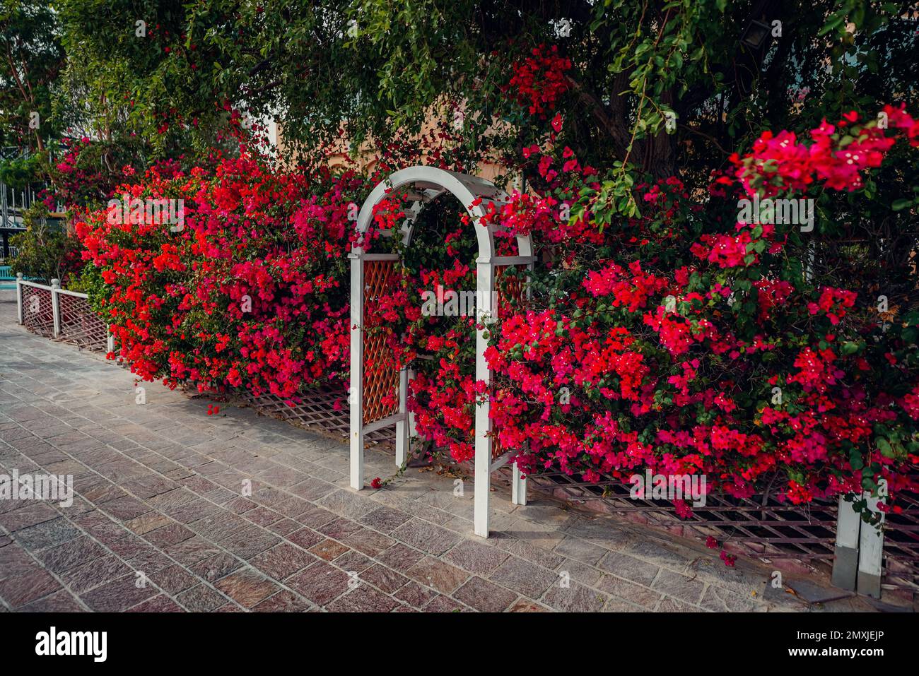 Shows an empty red garden with white trellis and red flowers Stock ...