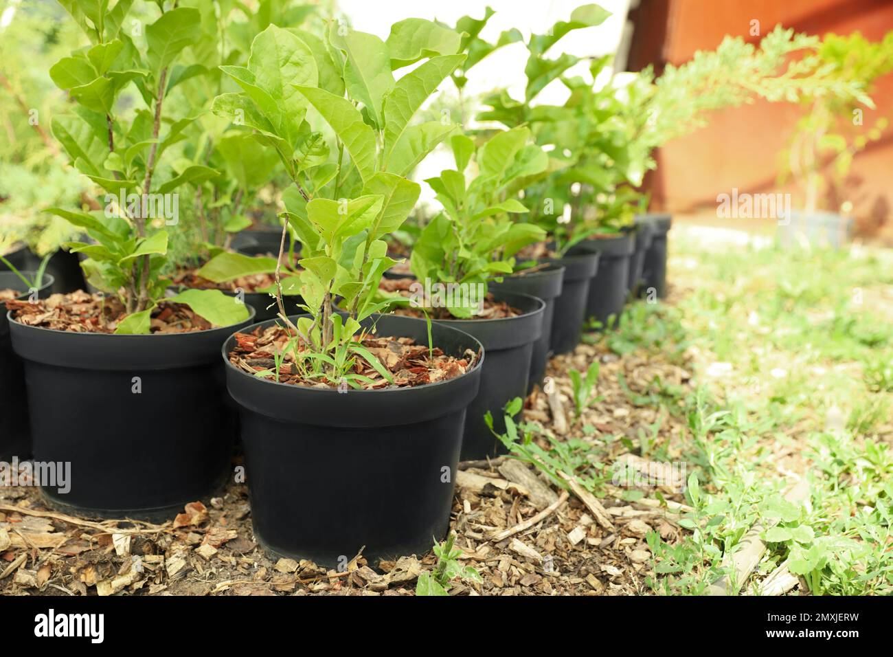 Seedlings of green tree in pots. Gardening and planting Stock Photo - Alamy
