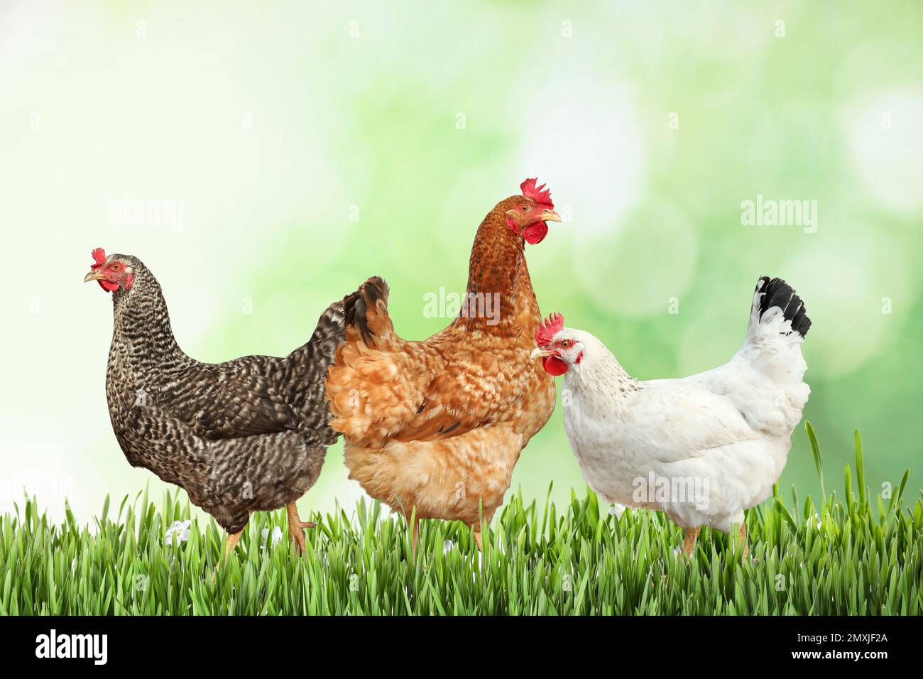 Beautiful chickens on fresh green grass outdoors Stock Photo - Alamy