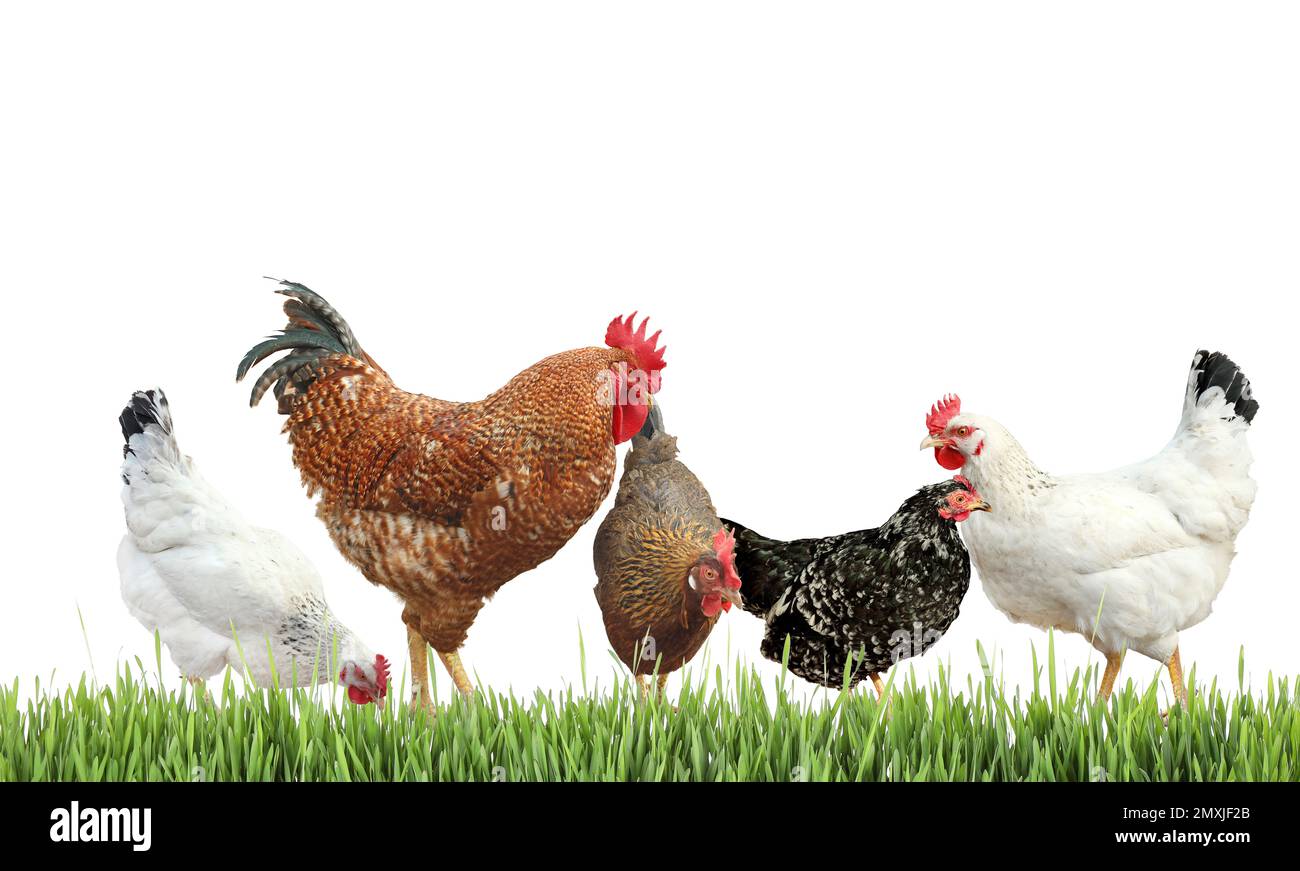 Countryside growing with chickens hi-res stock photography and images ...