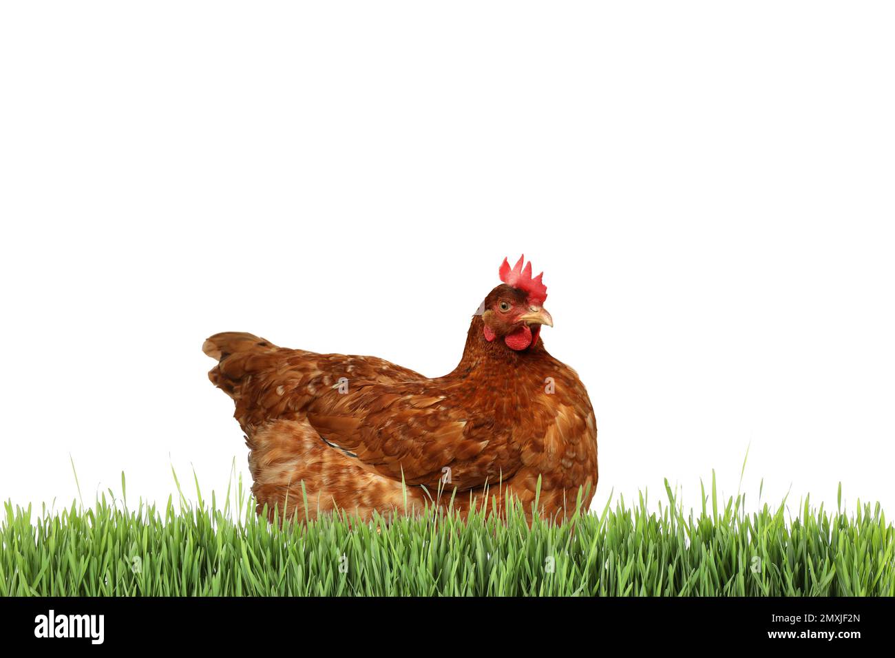 Beautiful chicken on fresh green grass against white background Stock ...