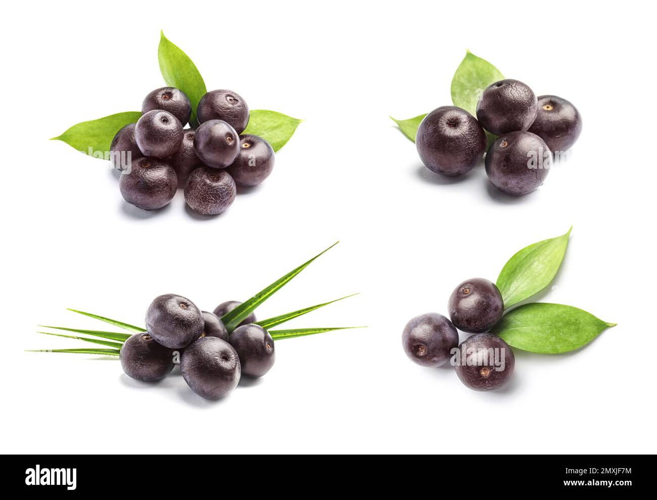 Acai berry tree hi-res stock photography and images - Alamy