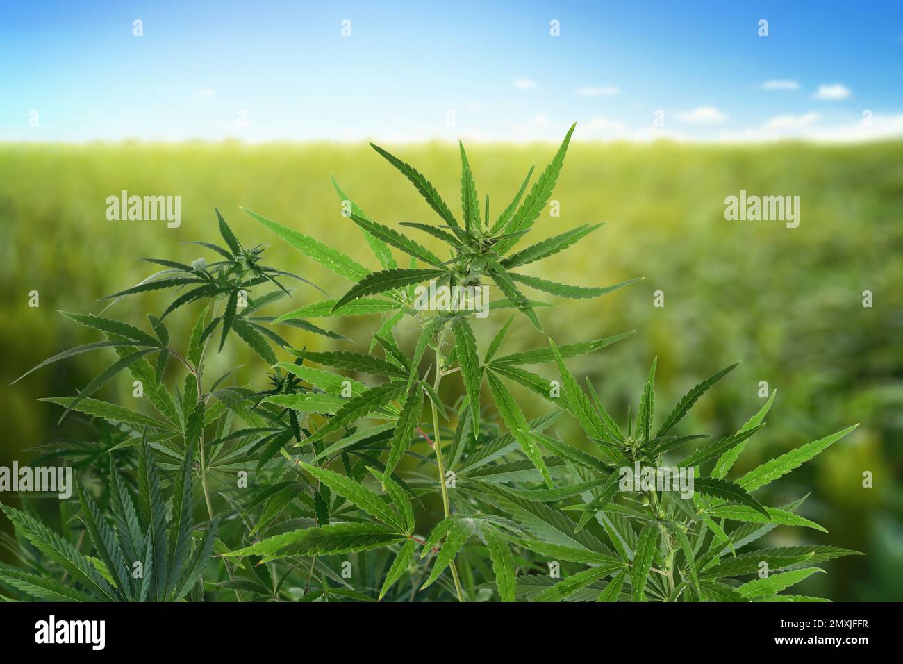 Growing marijuana cannabis plants under hi-res stock photography and ...