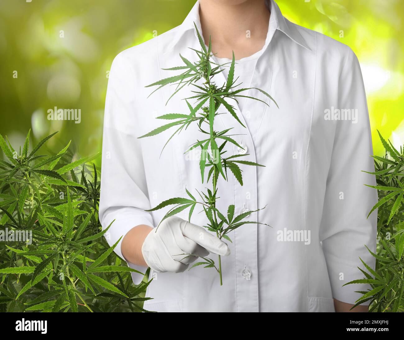 Doctor holding green cannabis leaf hi-res stock photography and images ...