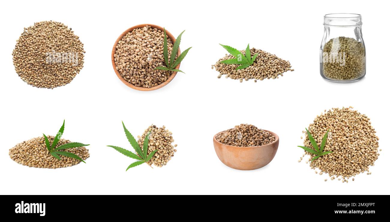Collage with hemp seeds on white background, banner design Stock Photo ...