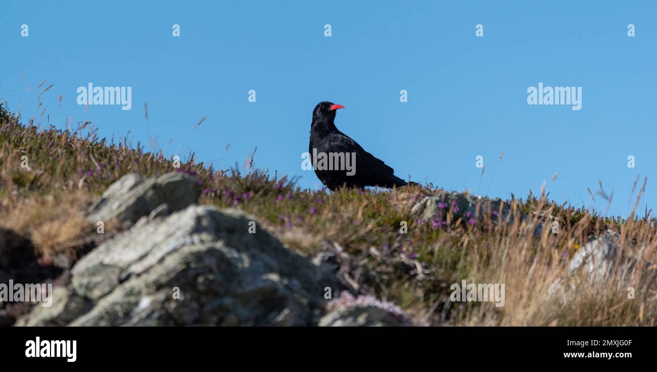 Cornish red billed chough hi-res stock photography and images - Alamy