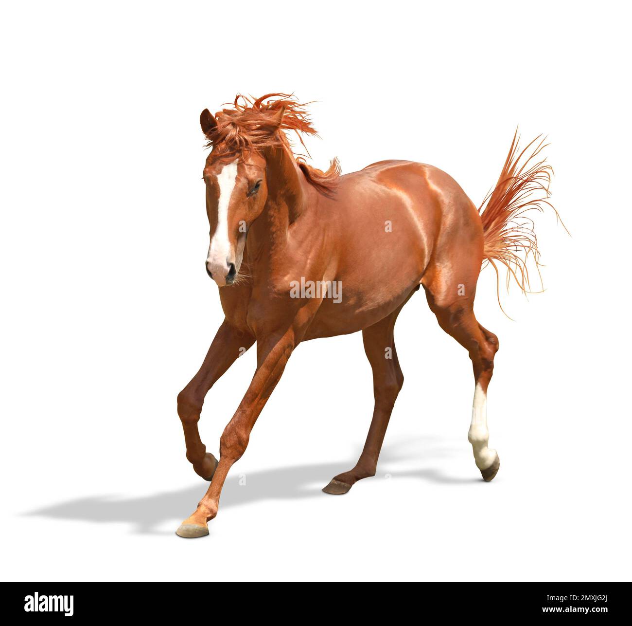 Chestnut horse running on white background. Beautiful pet Stock Photo ...