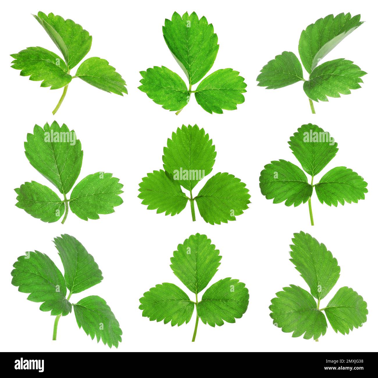 Set of green strawberry leaves on white background Stock Photo - Alamy