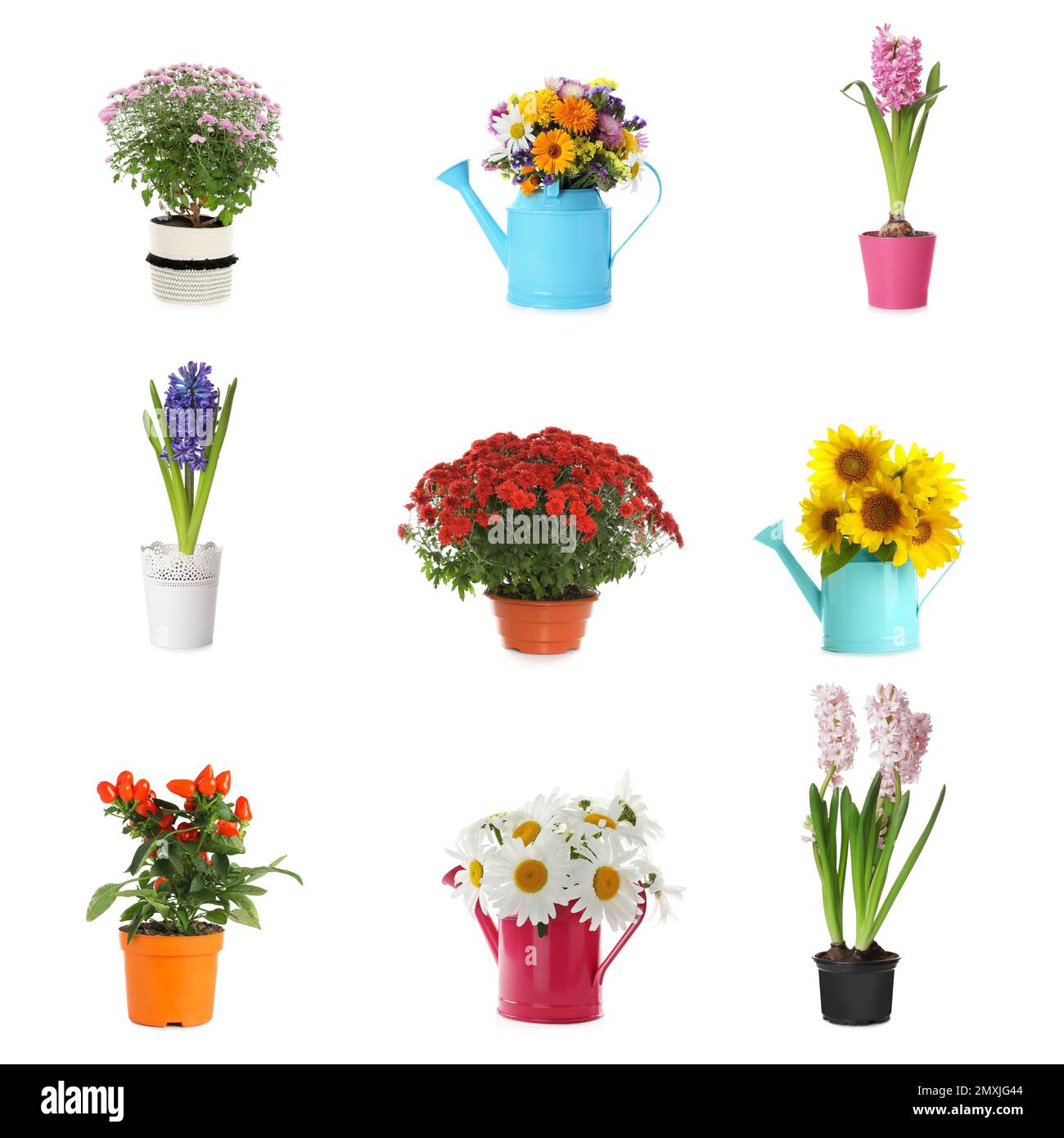 Set of different blooming plants in flower pots on white background ...