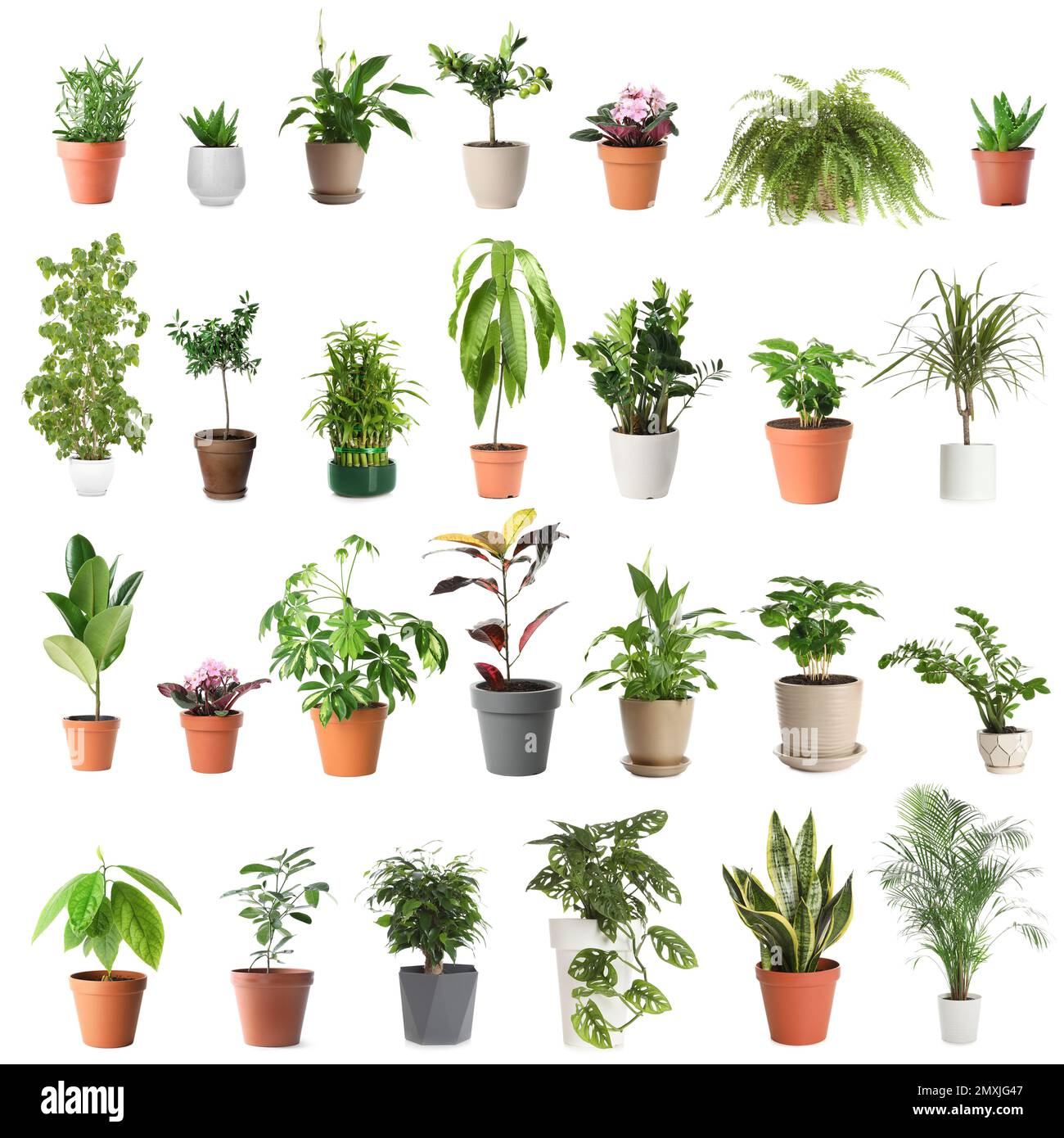 Set of different houseplants in flower pots on white background Stock ...